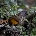 Scaly Laughingthrush / Trochalopteron subunicolor photo call and song