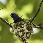 Black-naped Monarch / Hypothymis azurea photo call and song