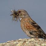 Altai Accentor / Prunella himalayana photo call and song
