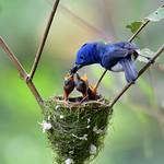 Black-naped Monarch / Hypothymis azurea photo call and song