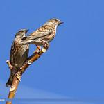 Altai Accentor / Prunella himalayana photo call and song