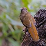 Scaly Laughingthrush / Trochalopteron subunicolor photo call and song