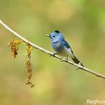 Black-naped Monarch / Hypothymis azurea photo call and song