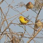 Sudan Golden Sparrow / Passer luteus photo call and song