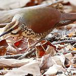 Brown Mesite / Mesitornis unicolor photo call and song