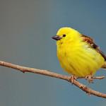 Sudan Golden Sparrow / Passer luteus photo call and song