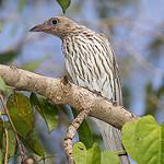 Australasian Figbird / Sphecotheres vieilloti photo call and song