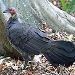 Collared Brushturkey / Talegalla jobiensis photo call and song