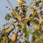 Sudan Golden Sparrow / Passer luteus photo call and song