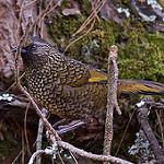 Scaly Laughingthrush / Trochalopteron subunicolor photo call and song