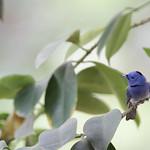 Black-naped Monarch / Hypothymis azurea photo call and song