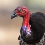Collared Brushturkey / Talegalla jobiensis photo call and song