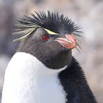Western Rockhopper Penguin / Eudyptes chrysocome photo call and song
