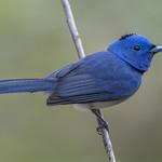 Black-naped Monarch / Hypothymis azurea photo call and song