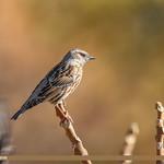 Altai Accentor / Prunella himalayana photo call and song