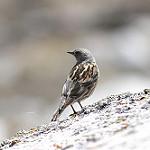 Altai Accentor / Prunella himalayana photo call and song