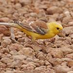 Sudan Golden Sparrow / Passer luteus photo call and song