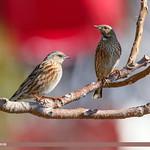 Altai Accentor / Prunella himalayana photo call and song