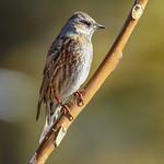 Altai Accentor / Prunella himalayana photo call and song