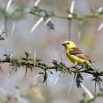Sudan Golden Sparrow / Passer luteus photo call and song