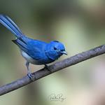 Black-naped Monarch / Hypothymis azurea photo call and song