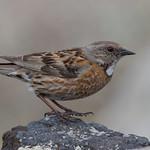 Altai Accentor / Prunella himalayana photo call and song