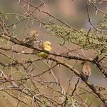 Sudan Golden Sparrow / Passer luteus photo call and song