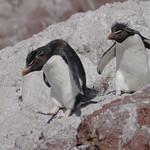 Western Rockhopper Penguin / Eudyptes chrysocome photo call and song