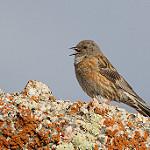 Altai Accentor / Prunella himalayana photo call and song